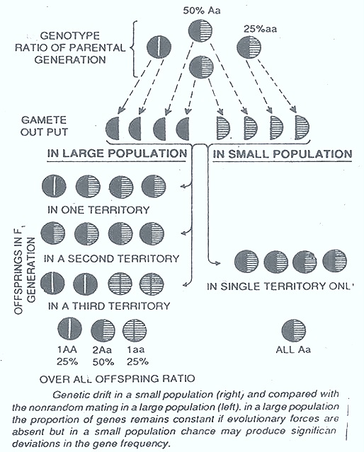 Genetic Drift | BIOZOOM
